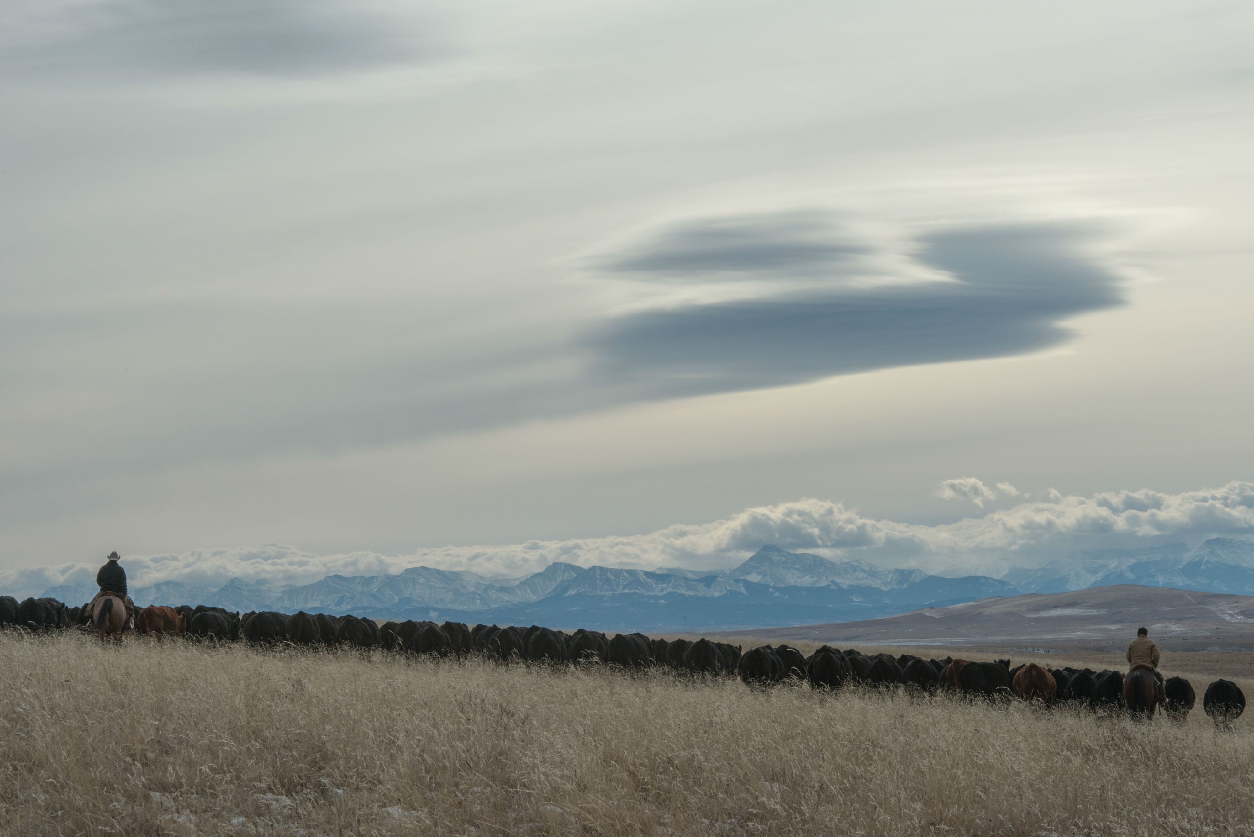 The Last Cowboys of Canada | NUVO