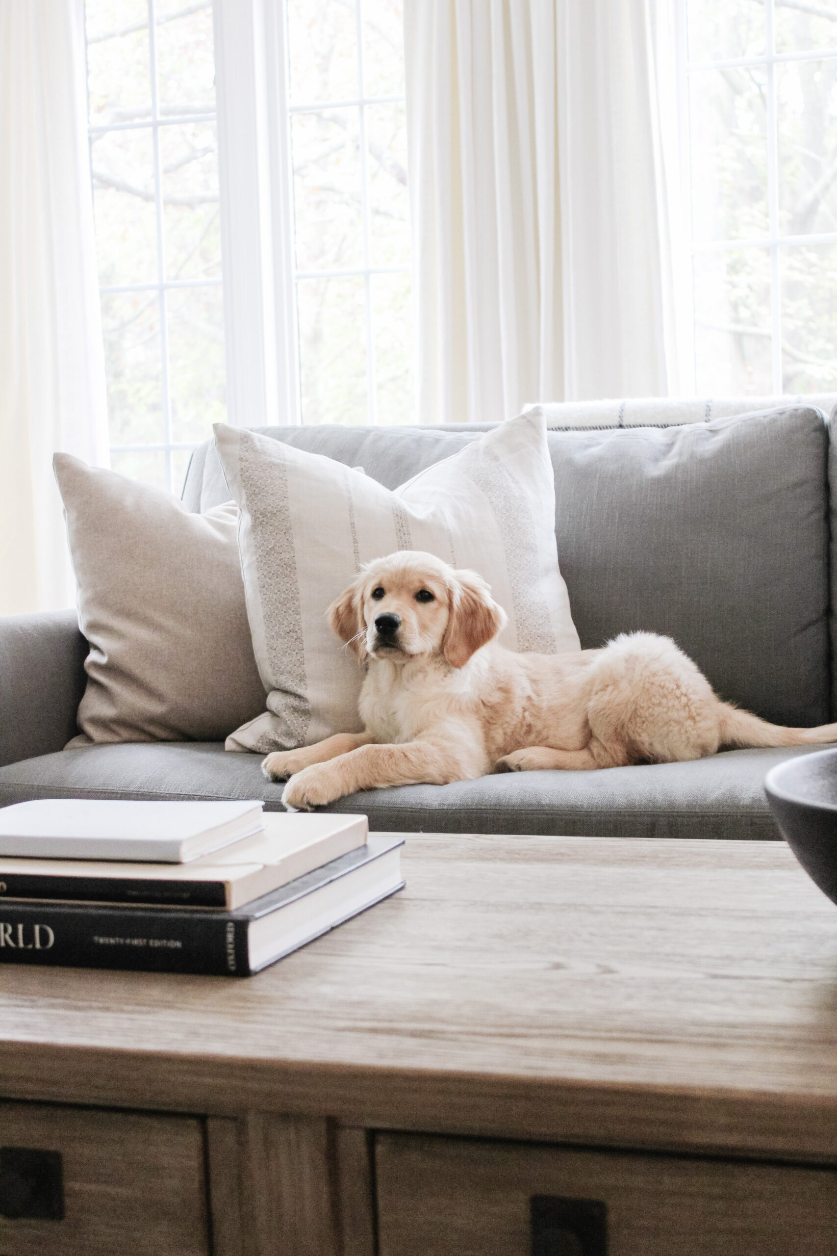 Creating Pet-Friendly Spaces for the Design-Savvy Owner | NUVO