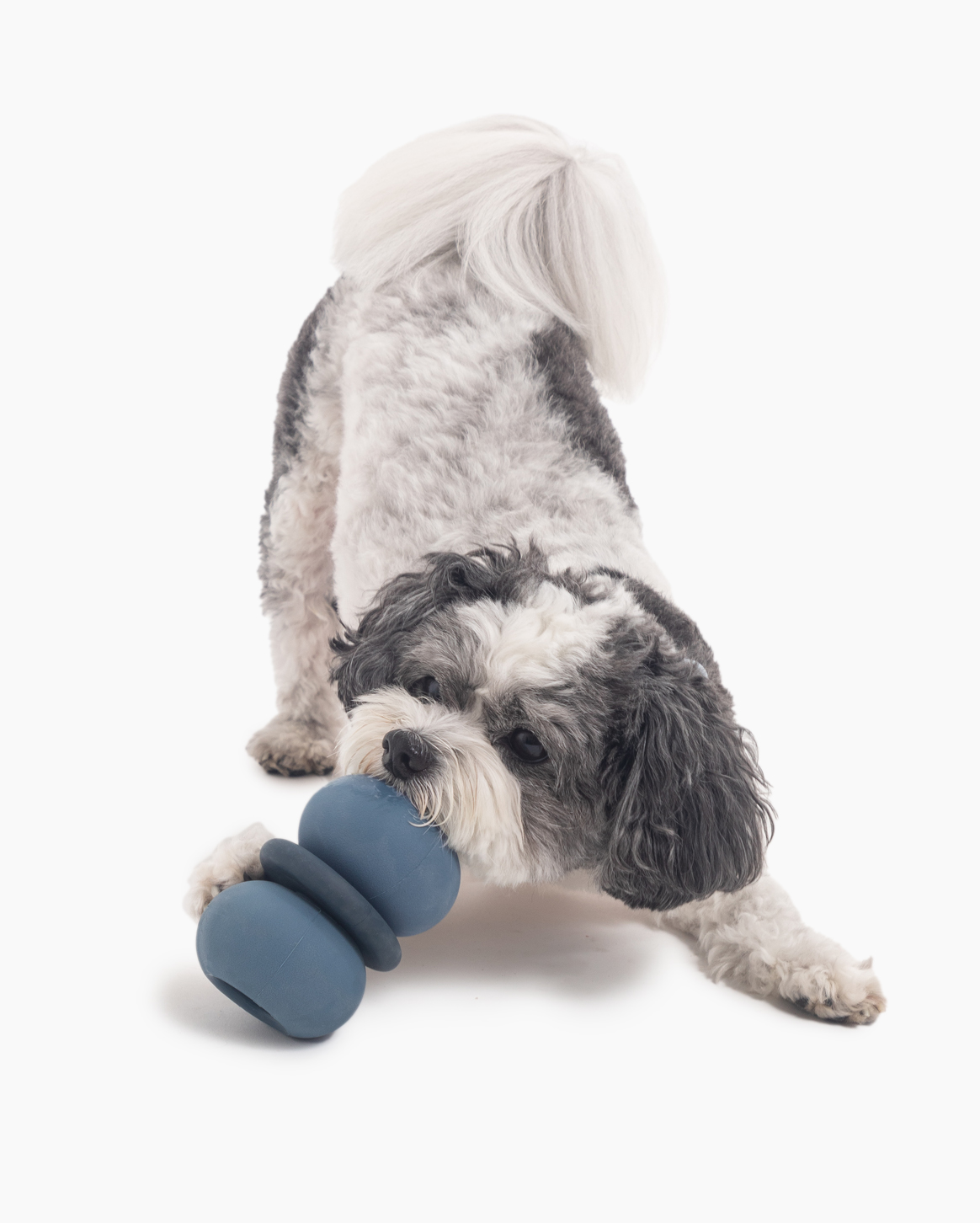 A Gift Guide for the Pampered Pet | NUVO